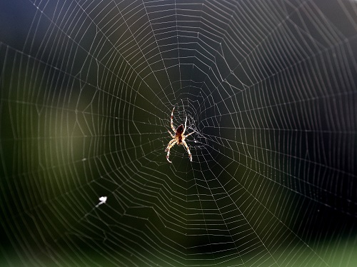 How Does A Spider Make A Web | ImbaLife