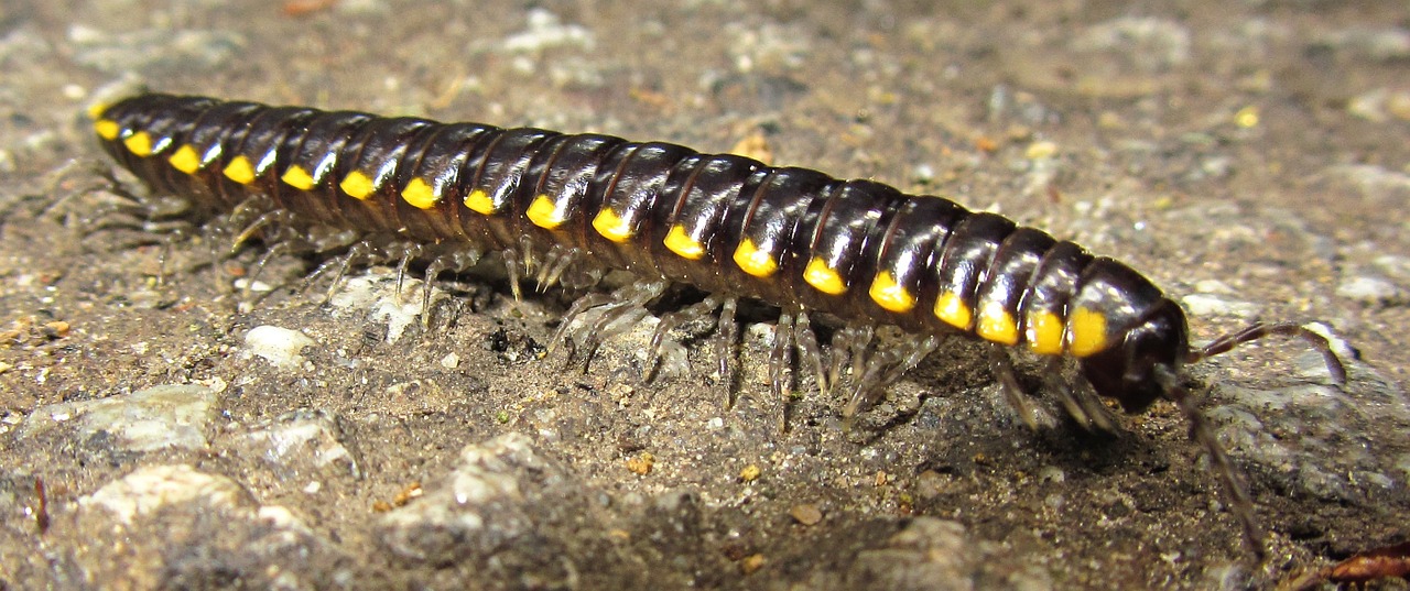 Real Number Of Legs That A Centipede Has | ImbaLife